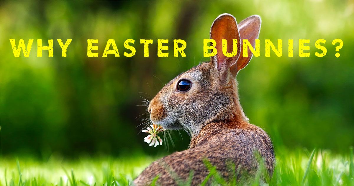 Easter Bunnies? Why are they synonymous with Easter?